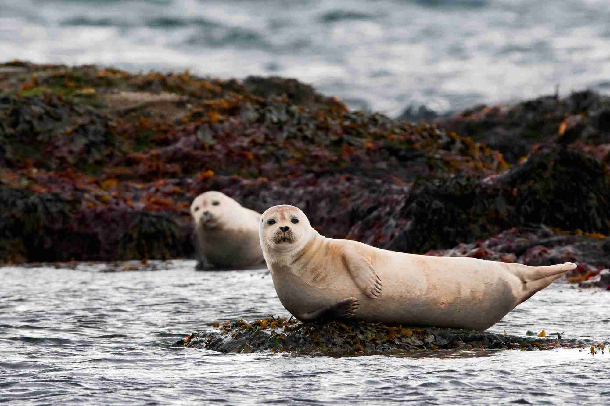 Iceland Ring Road and Snæfellsnes Peninsula - Nordic Green Travel